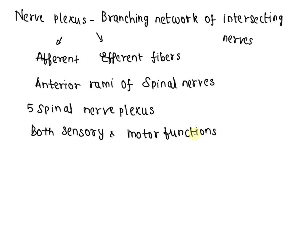 SOLVED: What is a benefit of a nerve plexus? what is a benefit of a ...