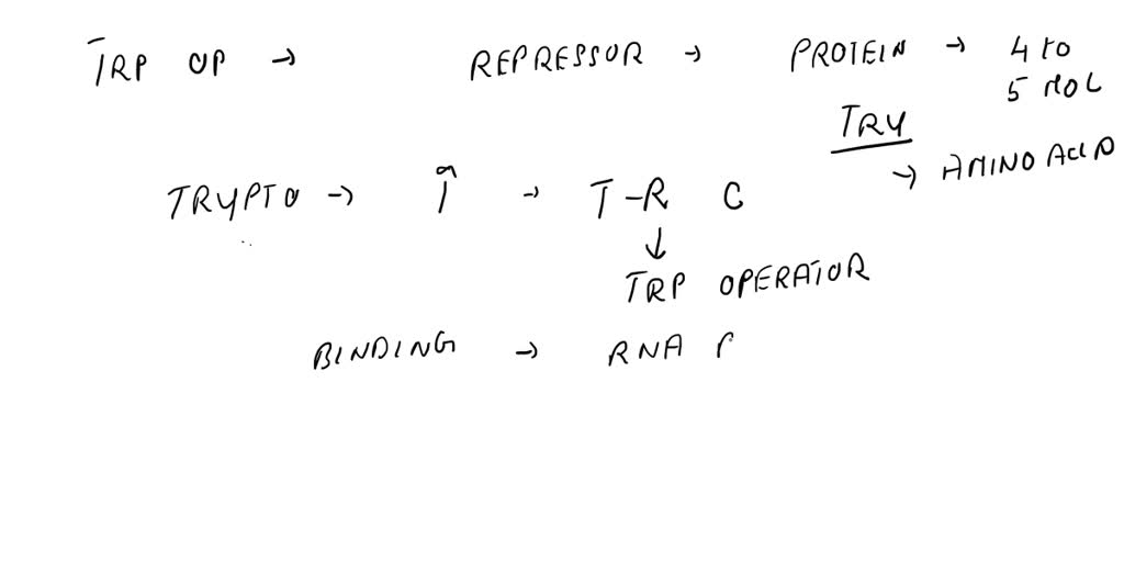 SOLVED: Diagram a trp operon undergoing attenuation in a prokaryotic ...