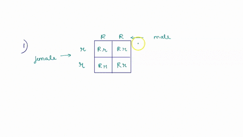 Draw punnett squares for the following monohybrid crosses in...