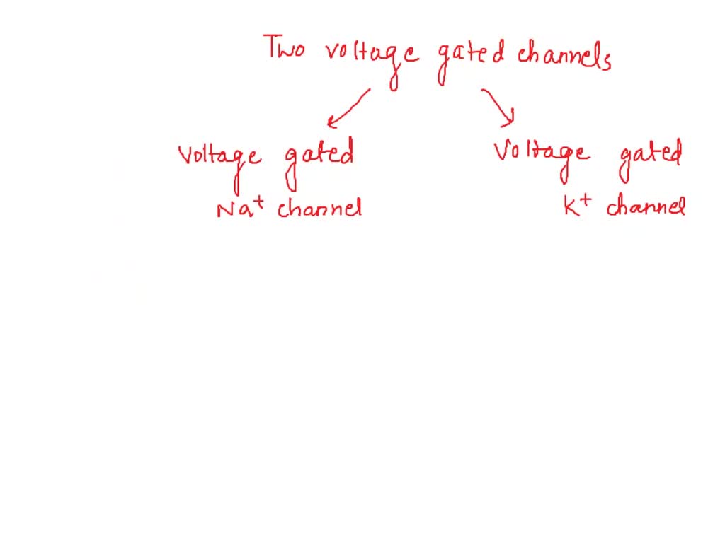 SOLVED: 7. What happens when voltage gated Na+ channels open? What ...
