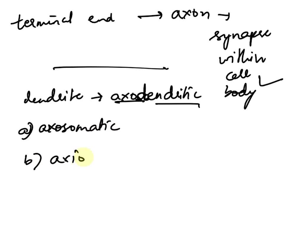 SOLVED: When the terminal end of the axon creates a synapse with the ...