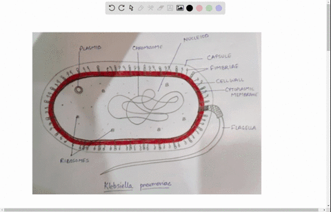 The diagram shows a bacterium. Which labels best complete the diagram ...