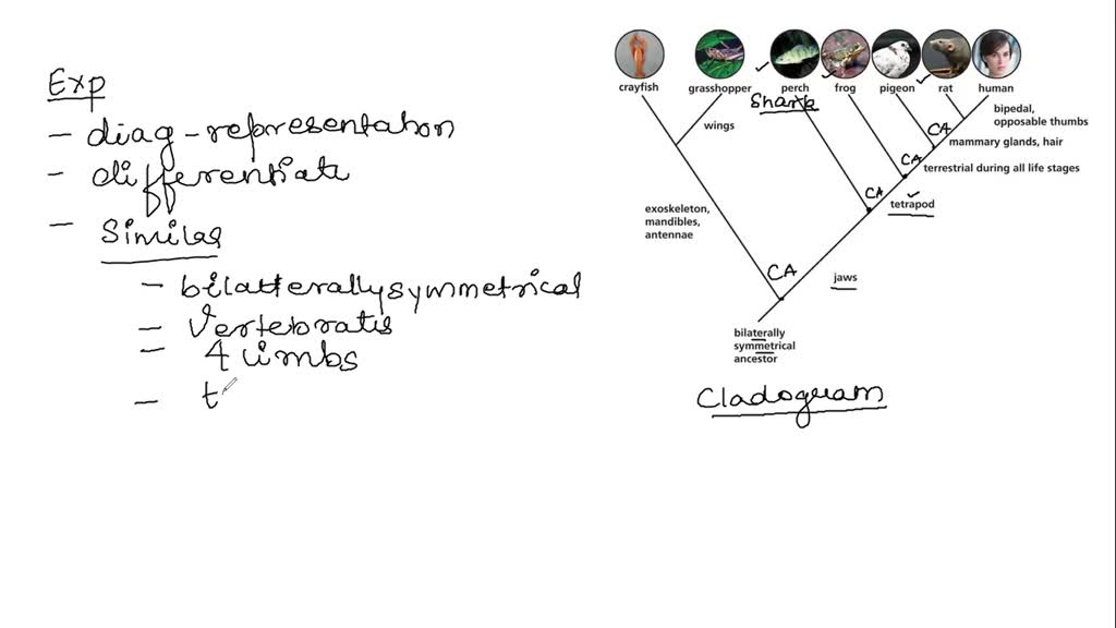 SOLVED: What are major evolutionary differences in the shark, frog, and ...