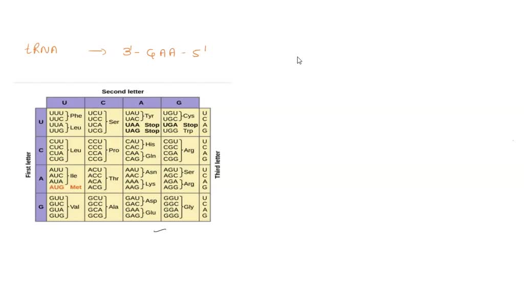 SOLVED: A transfer RNA has the anticodon 3'-GAA-5'. What amino acid is attached to it when it is ...