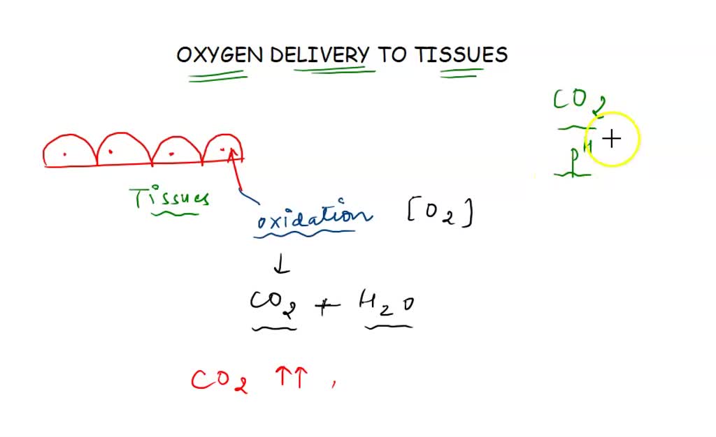SOLVED: Oxygen delivery to the tissues increases: When tissue CO2 ...
