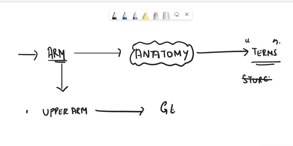 SOLVED: The term arm in anatomy refers to the region a. between the ...