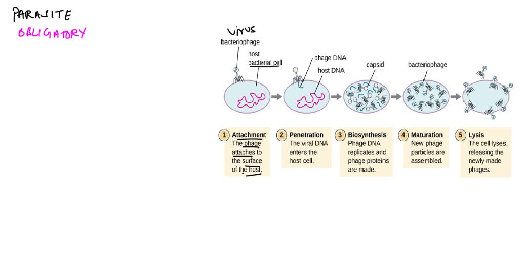 SOLVED: Summarize the unique properties of viruses and explain which of ...