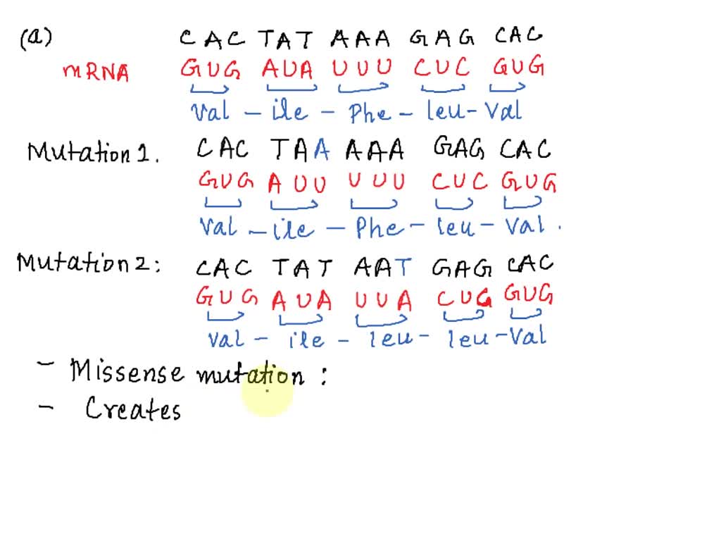 SOLVED: DNA AA TAT tyr TAC TAA stop TAG CAT his CAC 7. [8 pts] A small ...