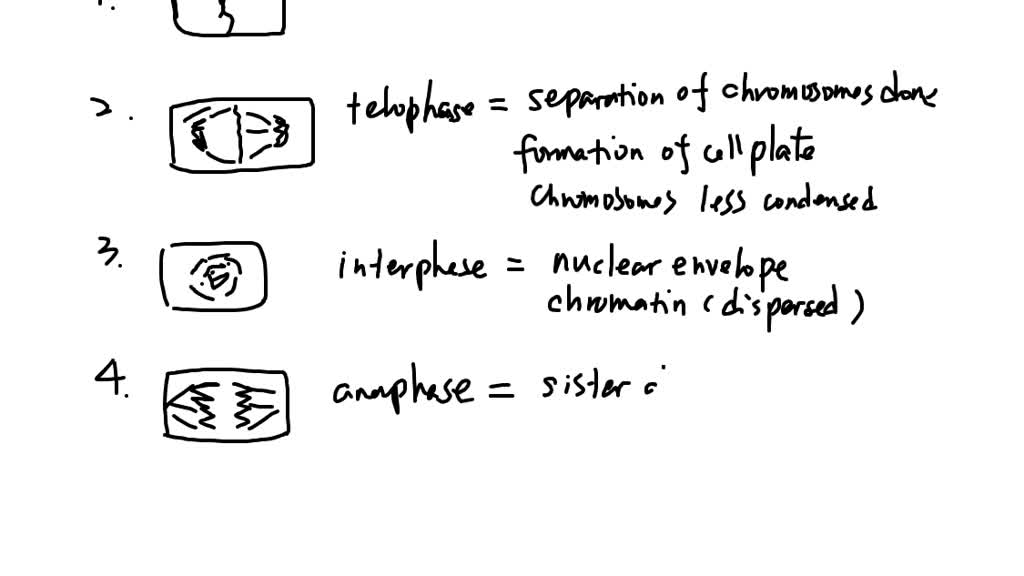 SOLVED: Identify which phases of mitosis are indicated by the arrows in ...