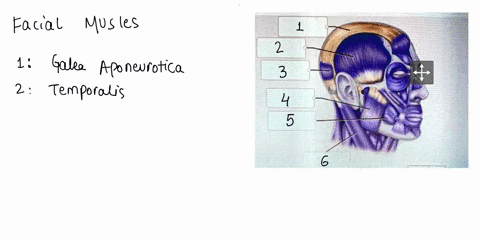 Label the muscles used in inspiration and forced expiration by clicking ...