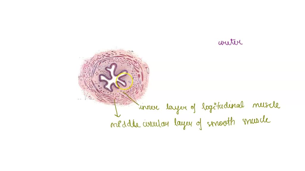SOLVED:'Sketch a cross section of a ureter and label the three layers ...