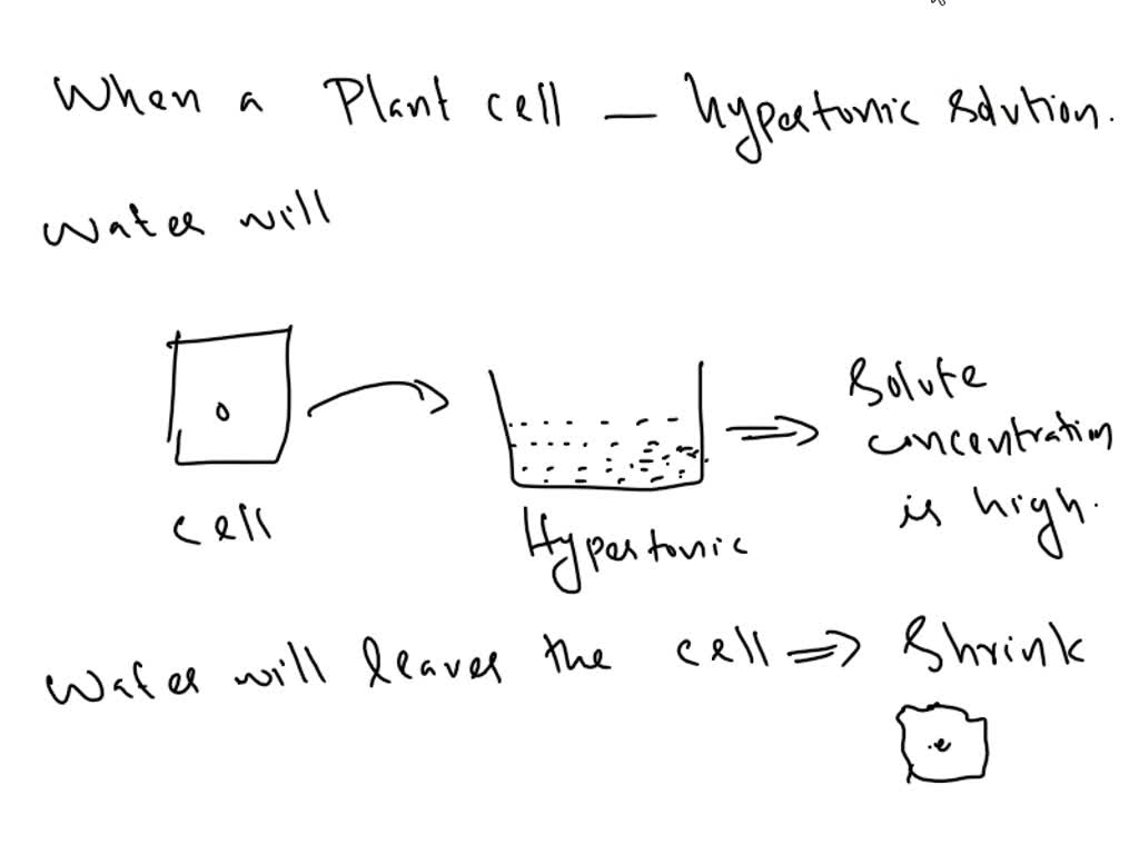 SOLVED: When a plant cell is placed in a hypertonic solution, the water ...