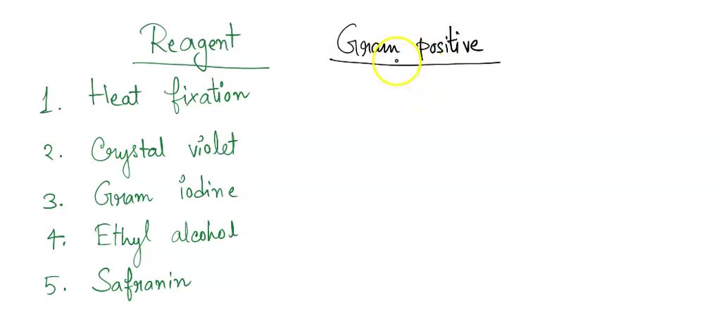 SOLVED: Gram-negative cells after each step illustrate the color gram-positive. Move the images ...