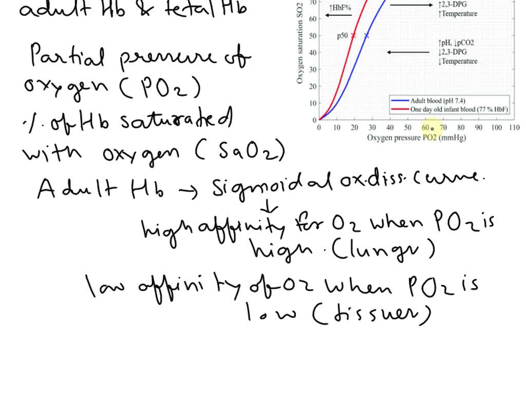SOLVED: Discuss the significance of the oxygen dissociation curves for ...