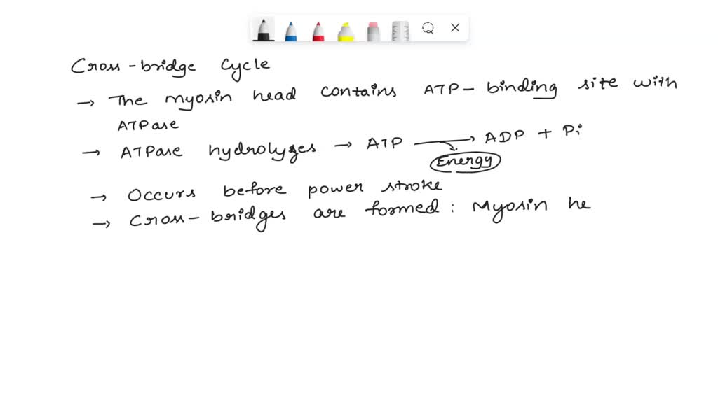 SOLVED: During which phase of the crossbridge cycle is ATP split into ...