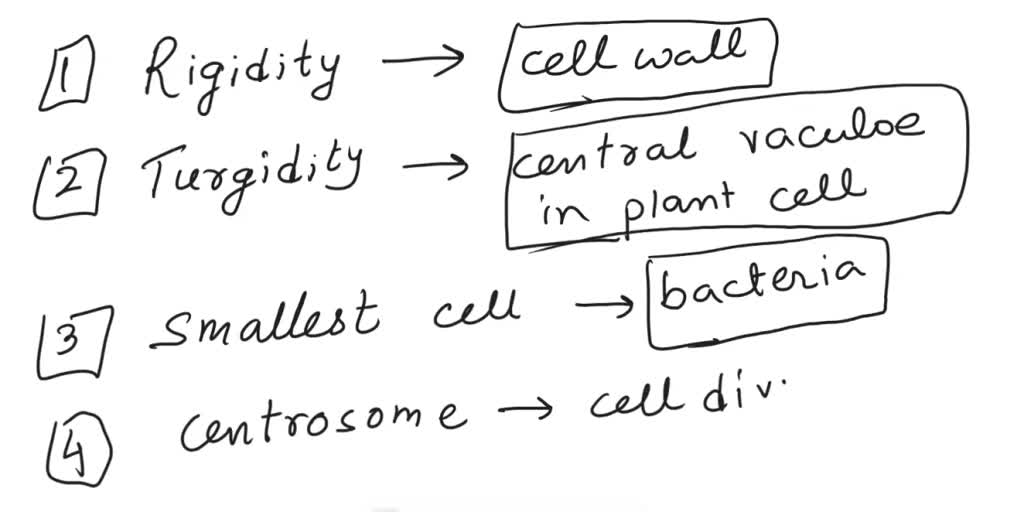 SOLVED: 1. Rigidity is provided by the 2. Turgidity is provided by 3 ...