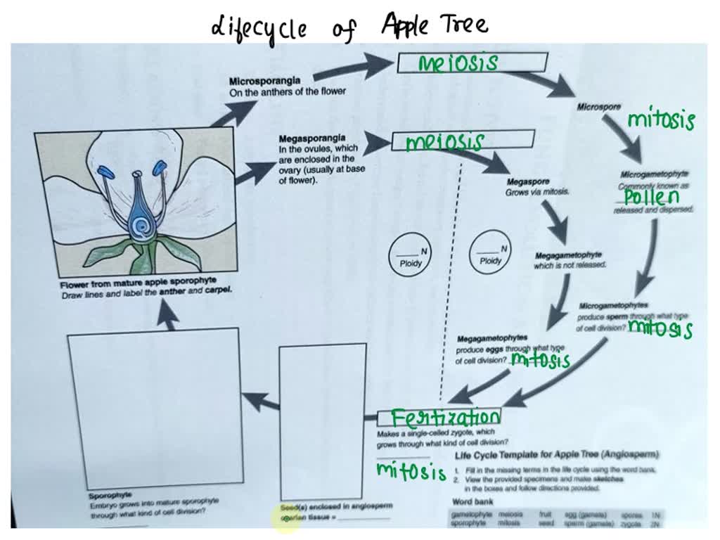 SOLVED: Apple Tree (Angiosperm) Life Cycle Microsporangia on the ...