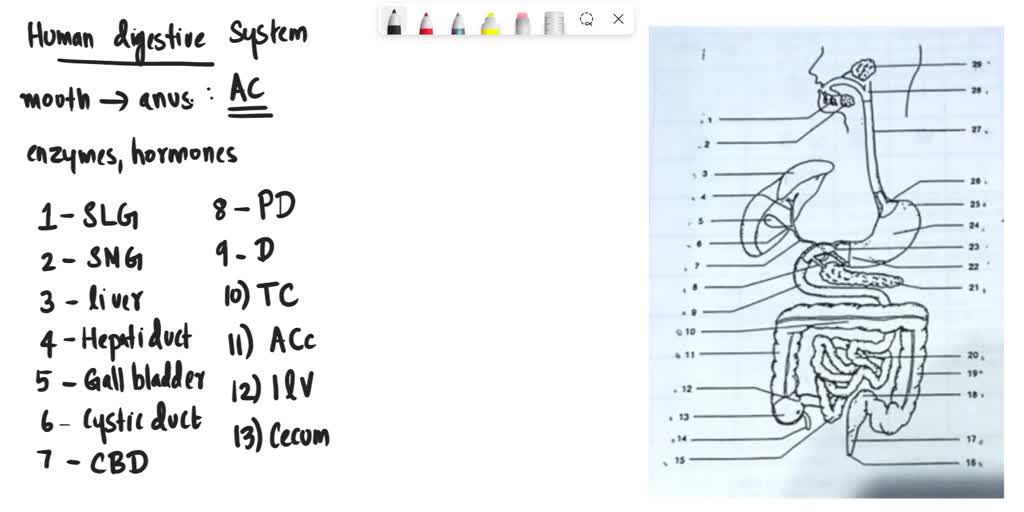 SOLVED: Edos Diceton Anendx Ascending Colon Body of Stomach Cardiac ...