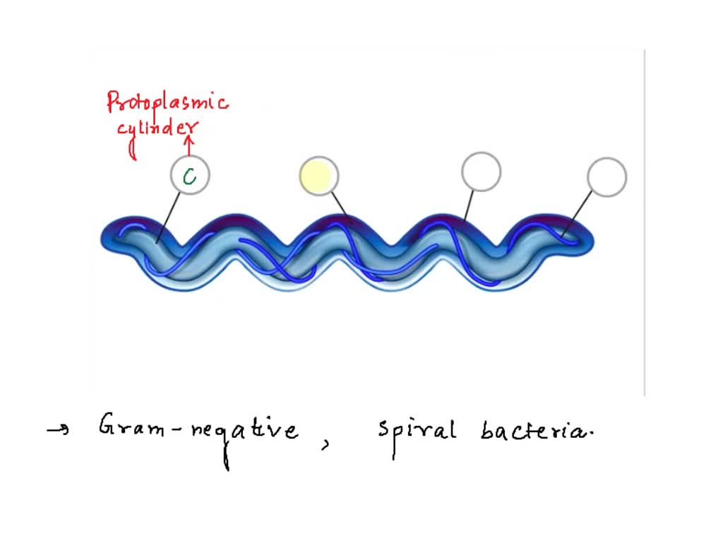 SOLVED: Label the following illustration of a spirochete cell: Outer ...