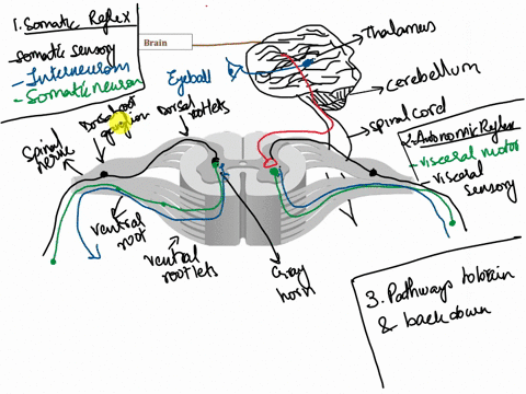 Names: Draw and label: ? the pathway of a somatic reflex.