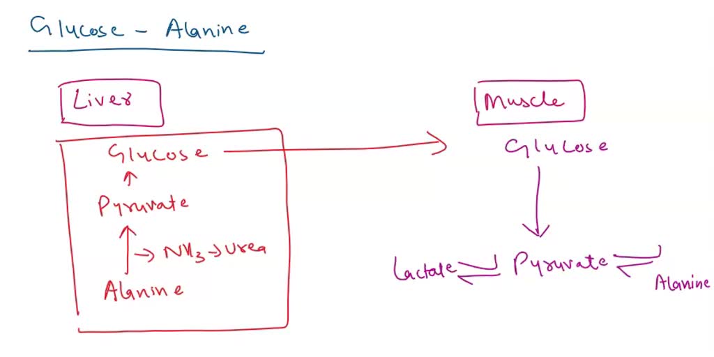 SOLVED: 9. Draw a diagram of the glucose-alanine cycle structures are ...