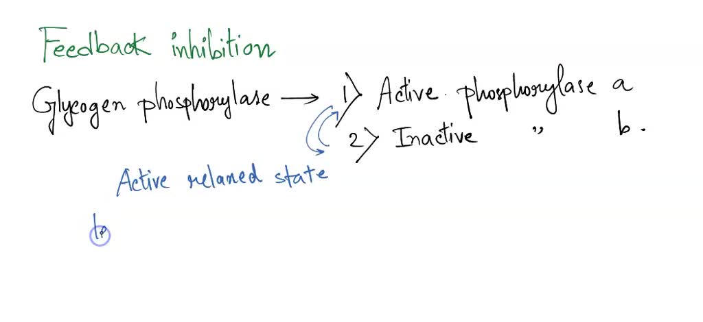 SOLVED: Inhibition of muscle glycogen phosphorylase by glucose 6 ...