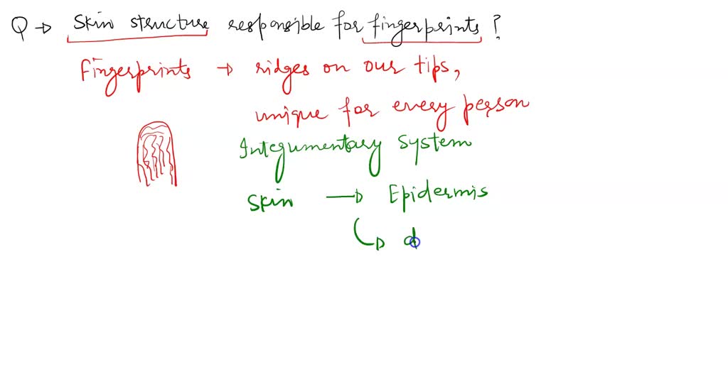 solved-which-skin-structure-is-responsible-for-fingerprints