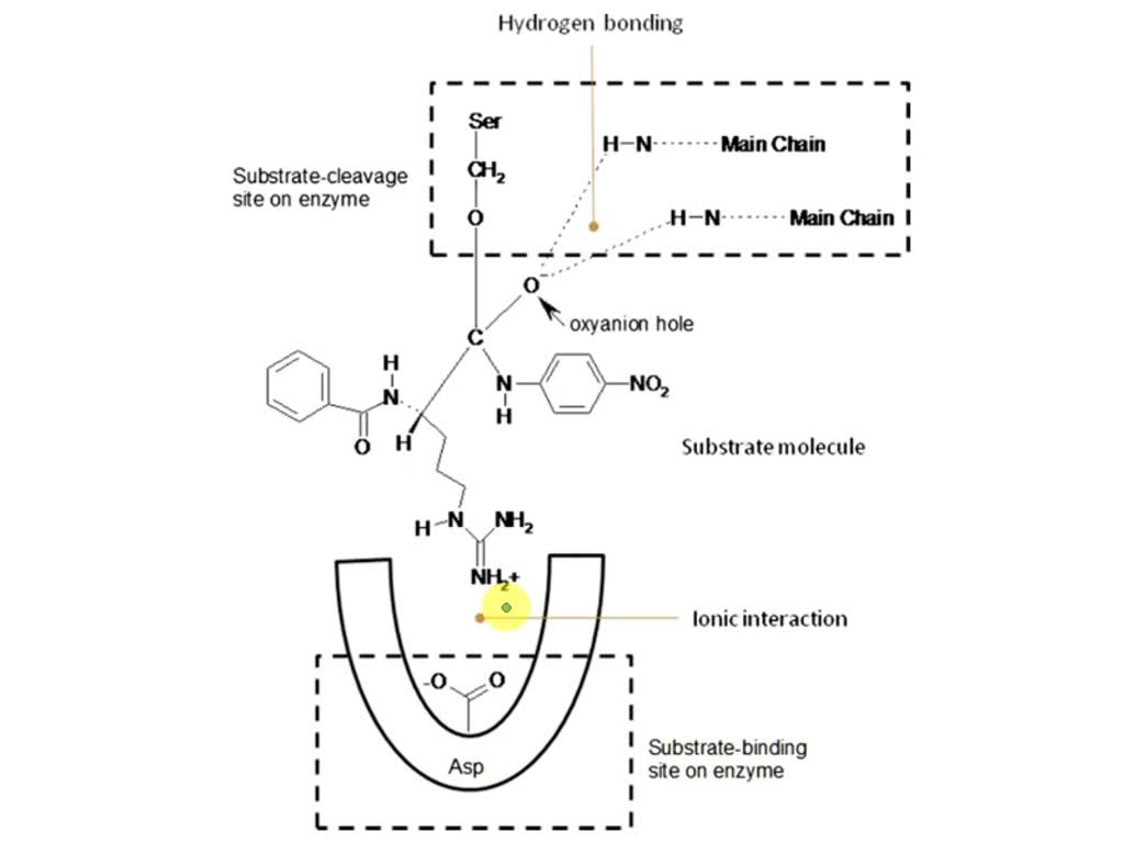 SOLVED: The figure shows enzyme action upon a chromogenic substrate ...