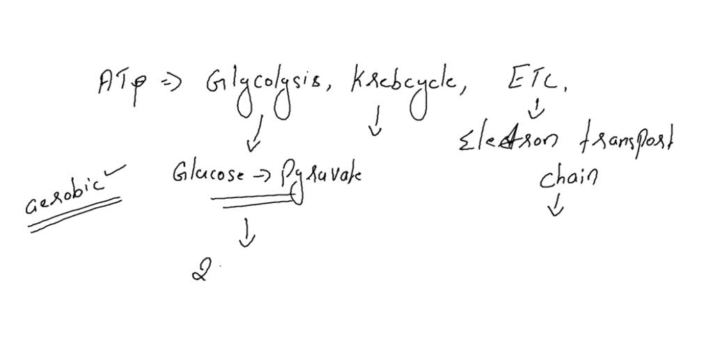 Solved What Is The Yield Of Atp When The Following Substrates Are