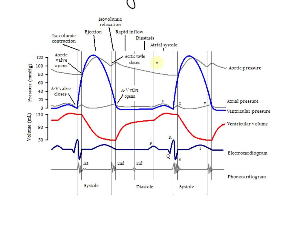SOLVED: Cardiac Cycle 1. Using the grouped sets of terms to the right ...