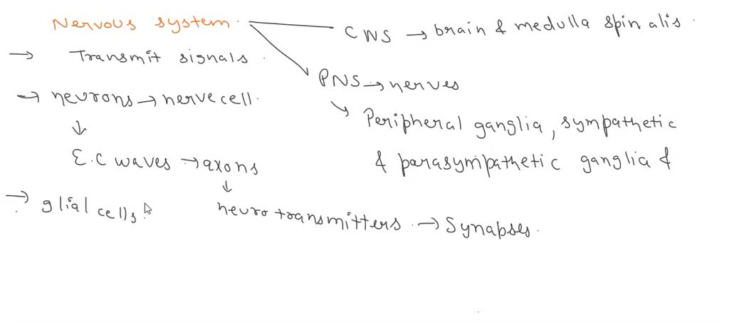 SOLVED: Briefly describe the overall Nervous System: What are the ...