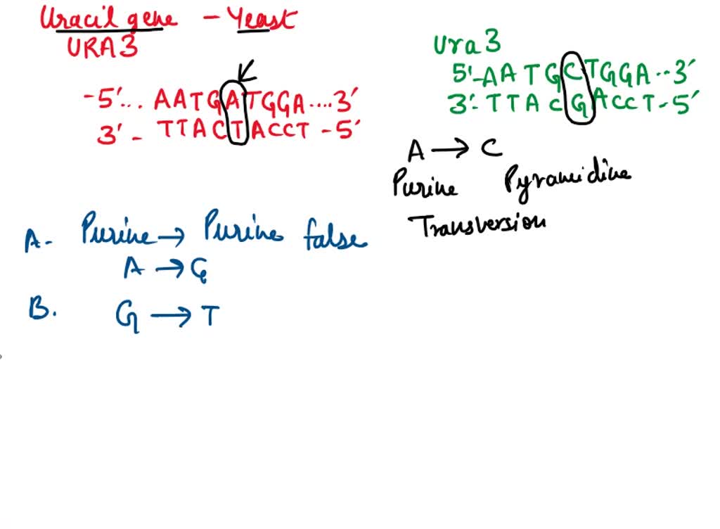 SOLVED: The URA3 gene is required to make uracil in yeast. The ...