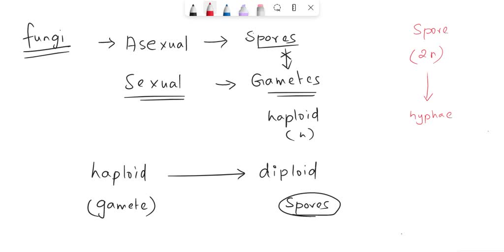 SOLVED: The diploid stages of the fungal life cycle are usually very ...