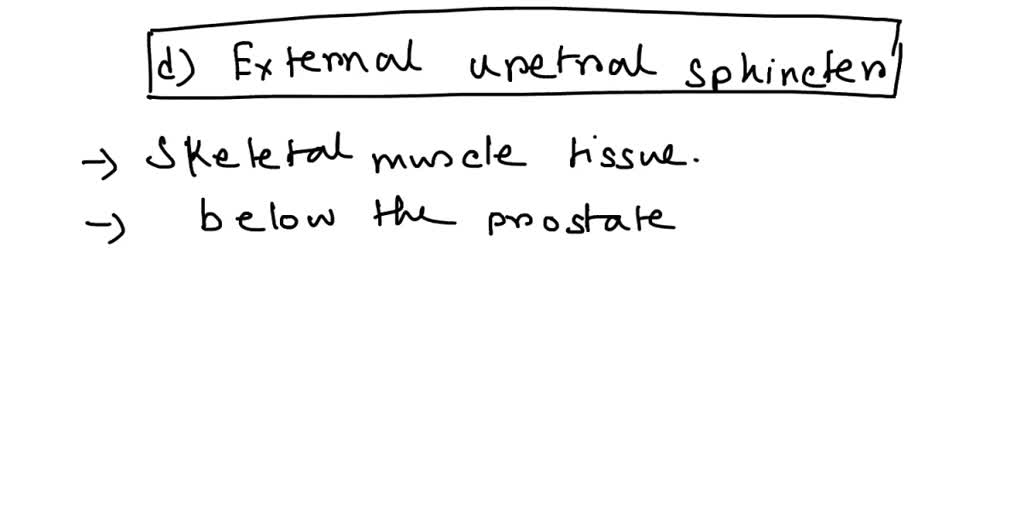 SOLVED: Which structure is highlighted? Multiple Choice urethra bladder ...