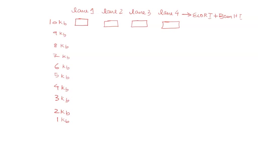 SOLVED: Restriction Mapping Exercises Practice Problem: A restriction map for a fictitious 4000 ...