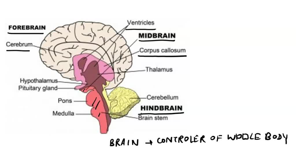 SOLVED: Label the following parts of the brain by matching the letter ...