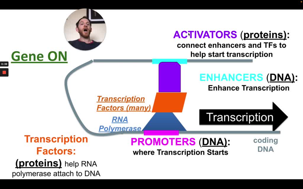 SOLVED: Question As shown in the following diagram, a single nucleotide ...
