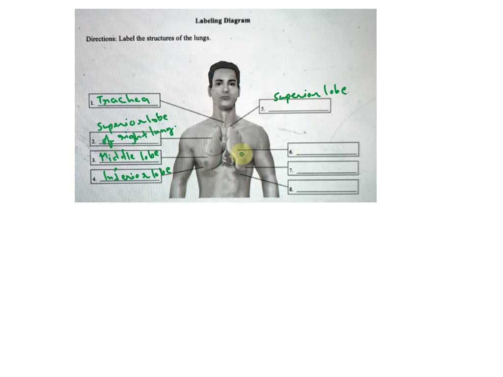 SOLVED: Labeling Diagram Directions: Label thc structures of thc lungs