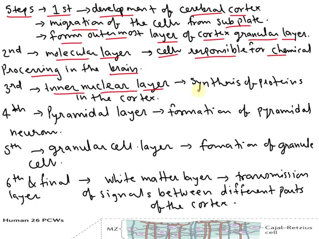 SOLVED: 11) Draw a mammalian cortex including all of the layers ...
