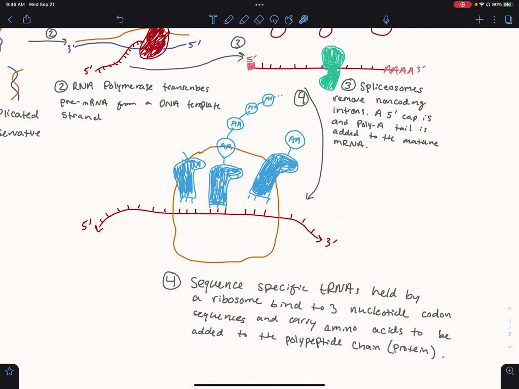 SOLVED: - One image should be the entire picture of the cell - Arrows ...