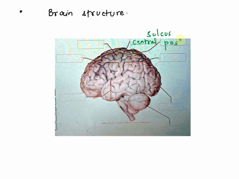 correctly label the following anatomical features of the cerebellum ...
