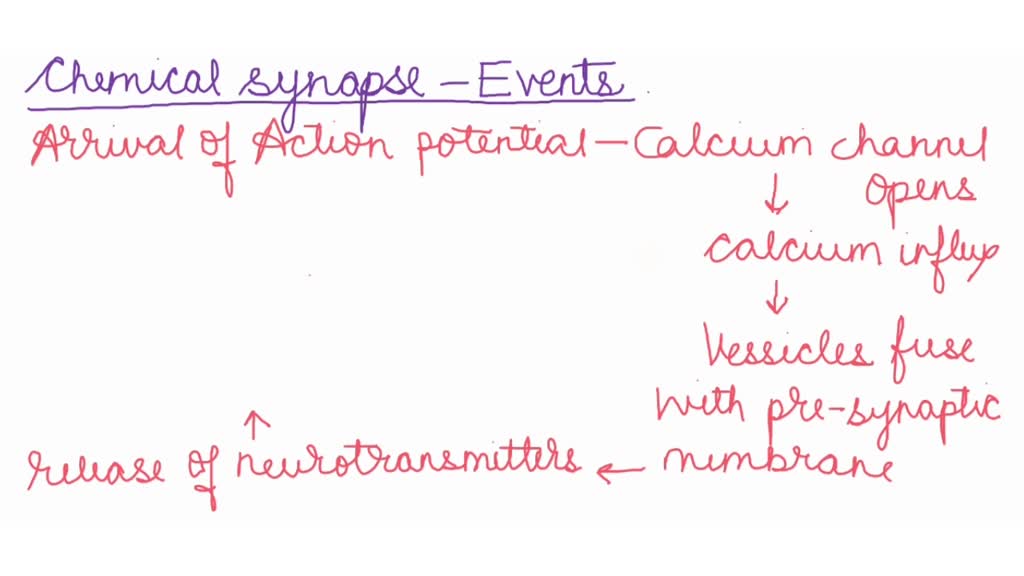 SOLVED: Order of events at synapse Put the events of neural signal ...