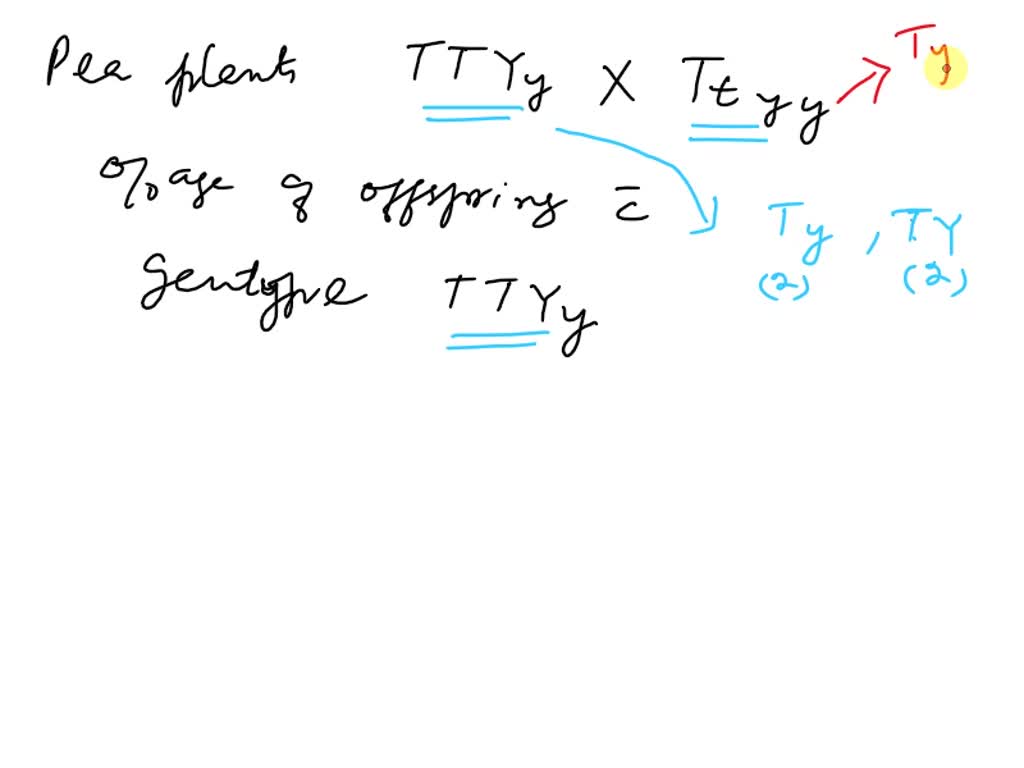SOLVED: If several pea plants with the genotype TTYy are crossed with ...