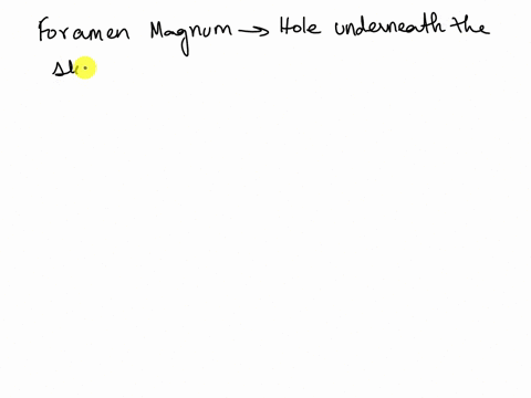 SOLVED:The foramen magnum in Australopithecus africanus is closer to ...