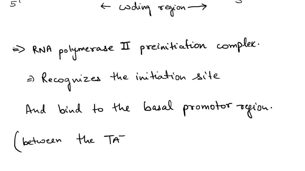 SOLVED: Describe the structure of a “typical” eukaryotic protein-coding ...