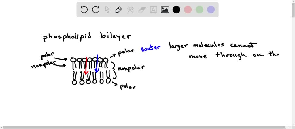 SOLVED: Semipermeable cell membranes are made of phospholipids that ...