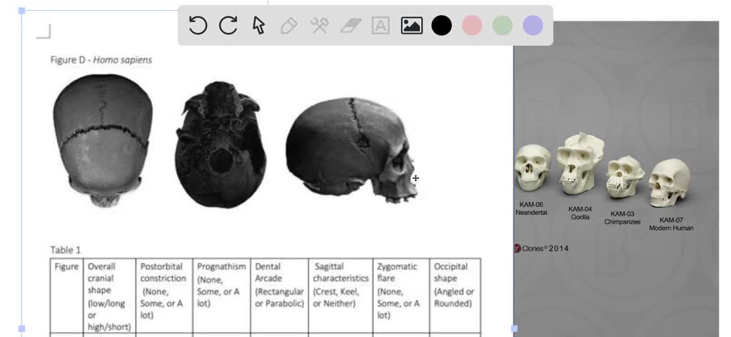 VIDEO solution: Figure D = Homo sapiens Table FiruIC Overall Cranial ...
