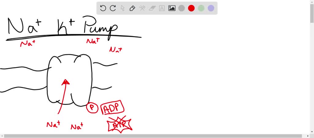 SOLVED: Text: Describe the normal electrical and concentration ...