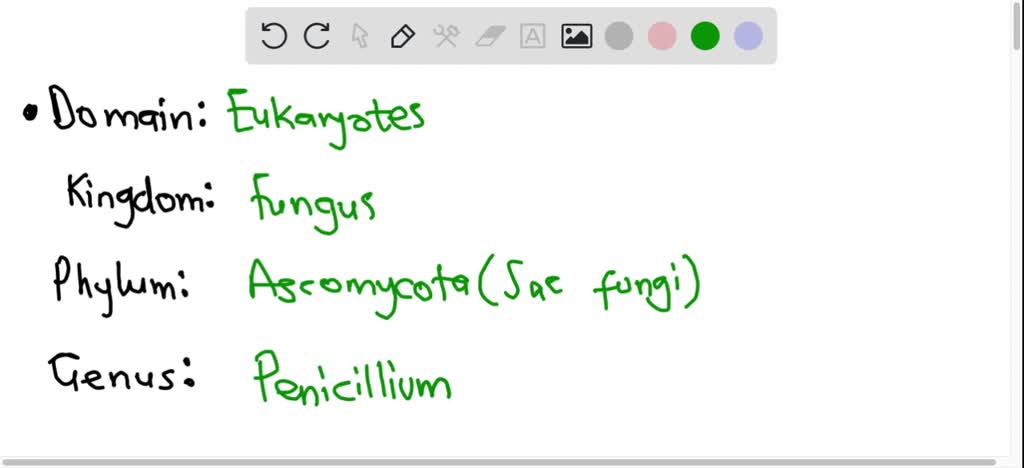 SOLVED: Look through the slides provided Find and identify the fungi ...