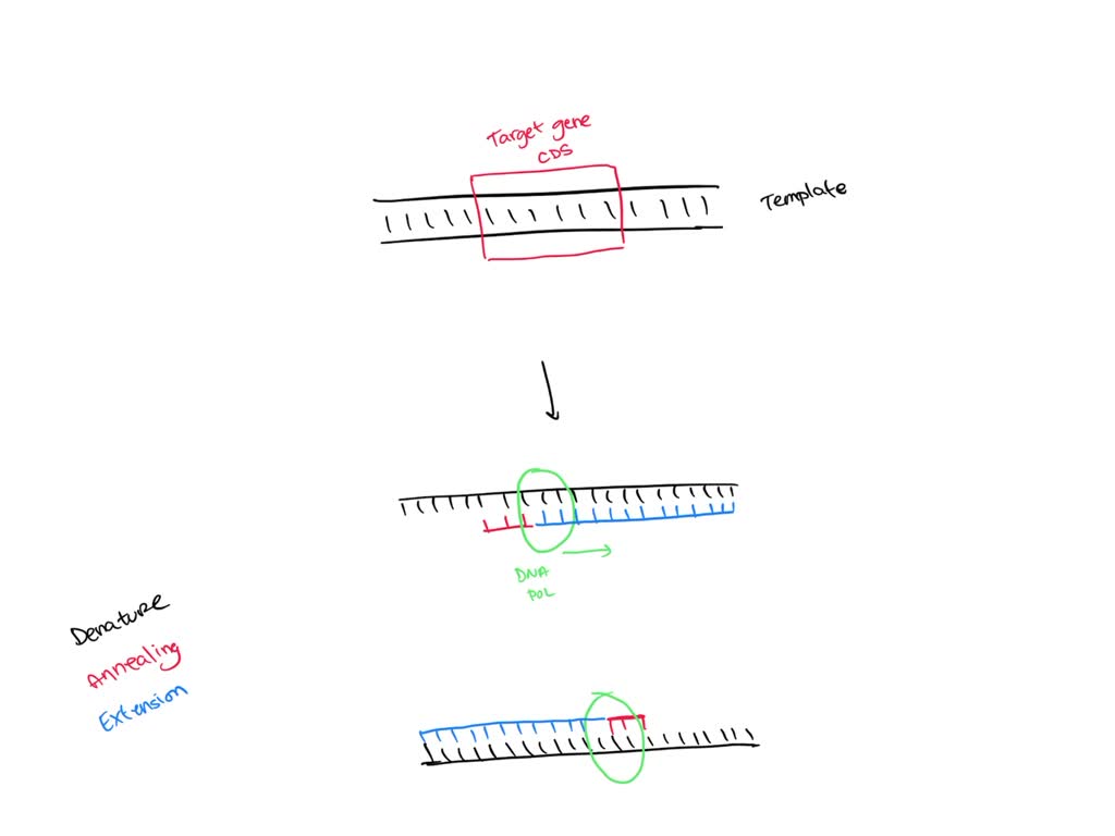 SOLVED: PCR (polymerase chain reaction) is a commonly used method for ...
